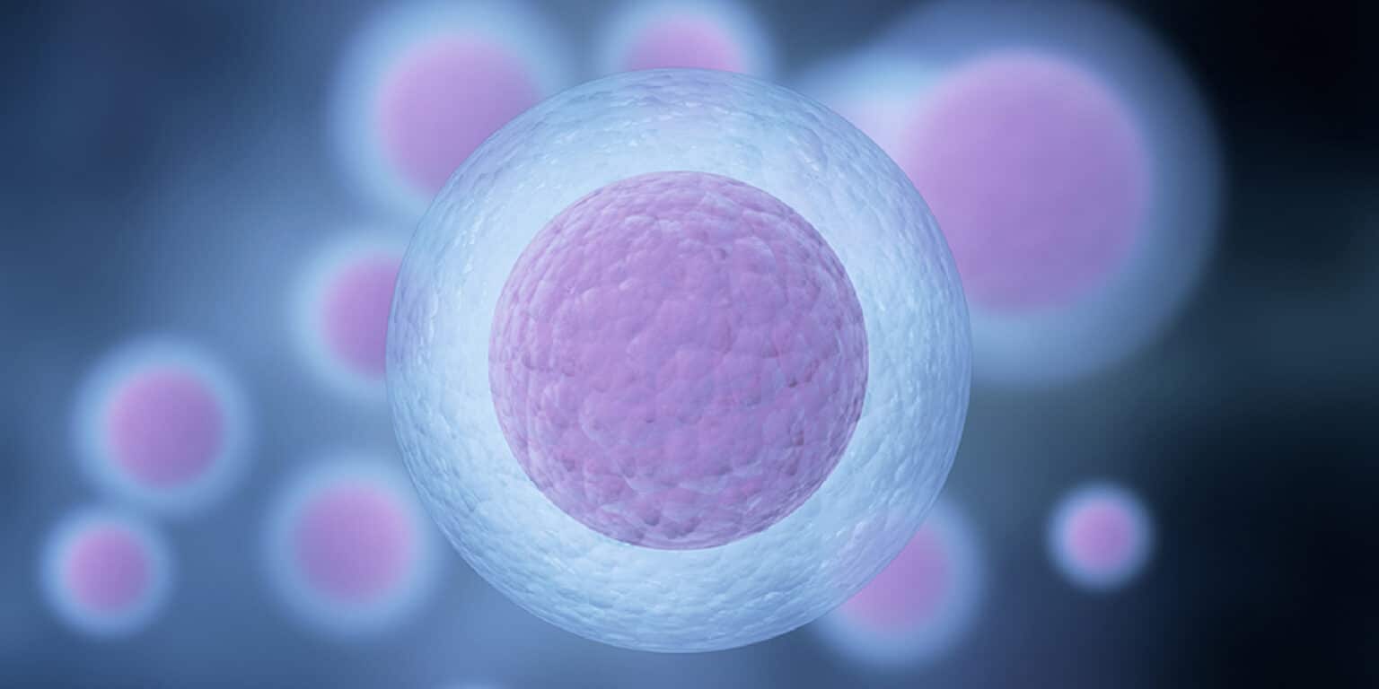 Folículo dominante: entenda sua importância para a fertilidade