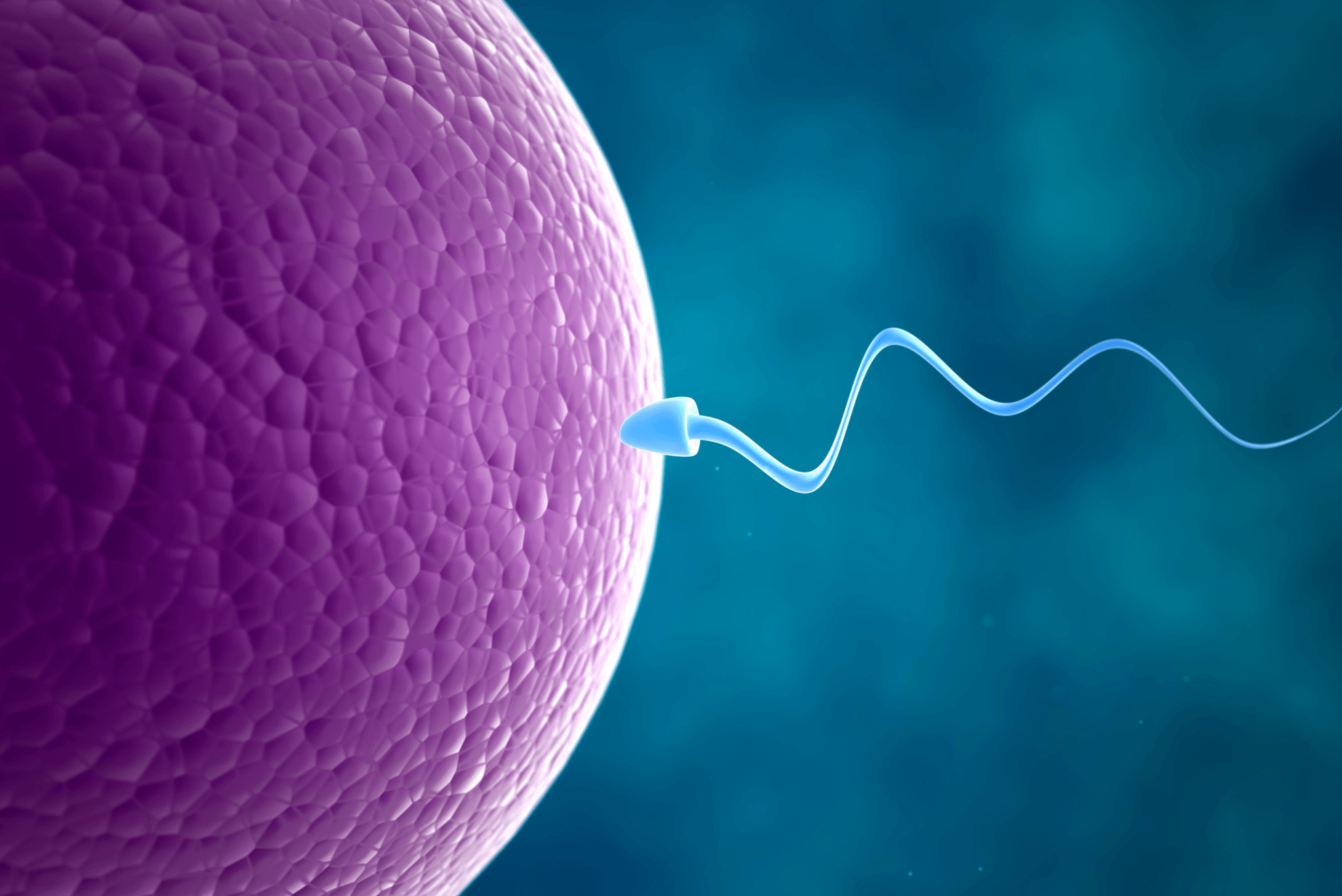 Reprodução Assistida: o que é e como funciona na prática? - Nilo Frantz ...